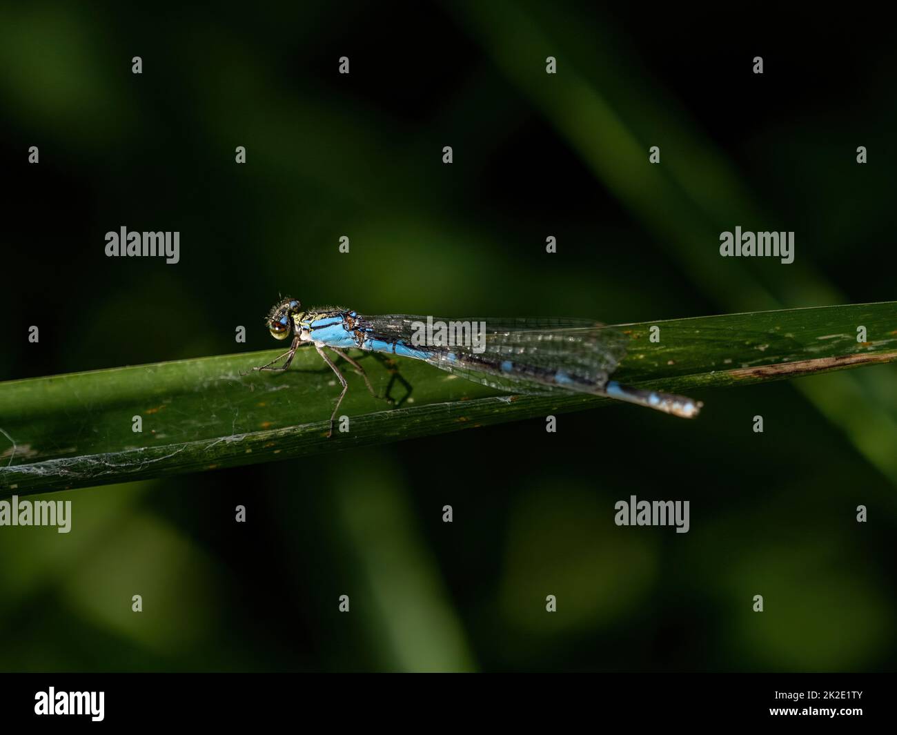 A bluet damselfly perches on a large blade of grass near a small lake ...