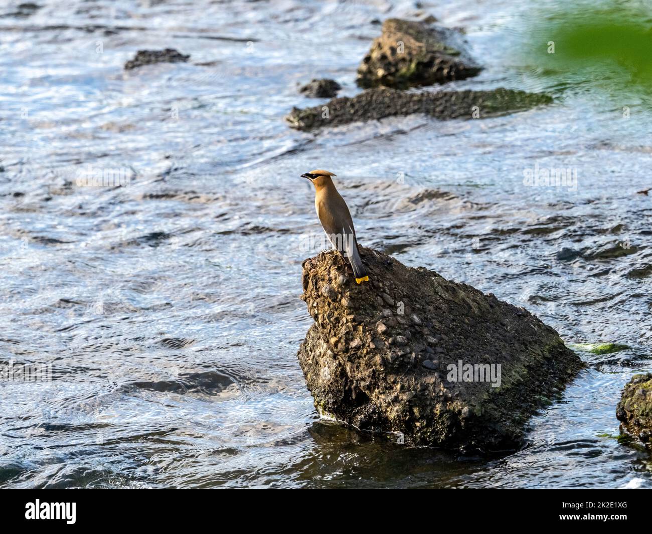Cedar Waxwings, Bombycilla cedrorum, rest on a concrete boulder in the ...