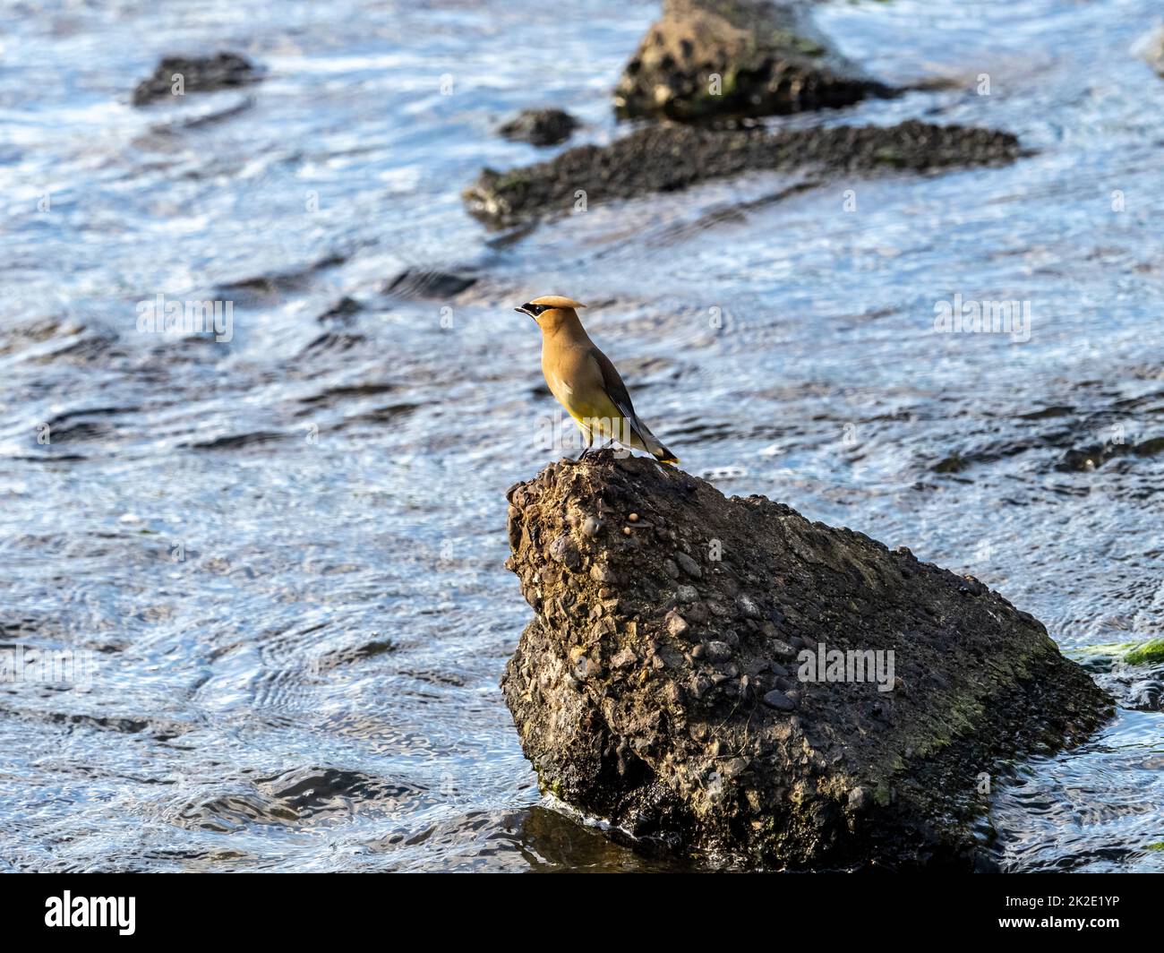 Cedar Waxwings, Bombycilla cedrorum, rest on a concrete boulder in the ...