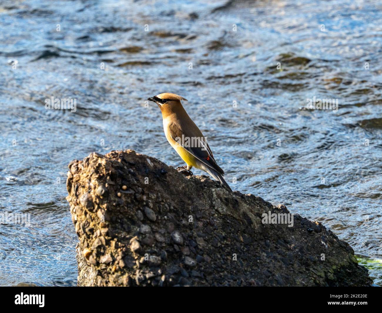 Cedar Waxwings, Bombycilla cedrorum, rest on a concrete boulder in the ...