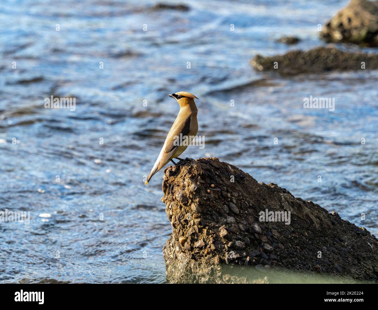 Cedar Waxwings, Bombycilla cedrorum, rest on a concrete boulder in the ...