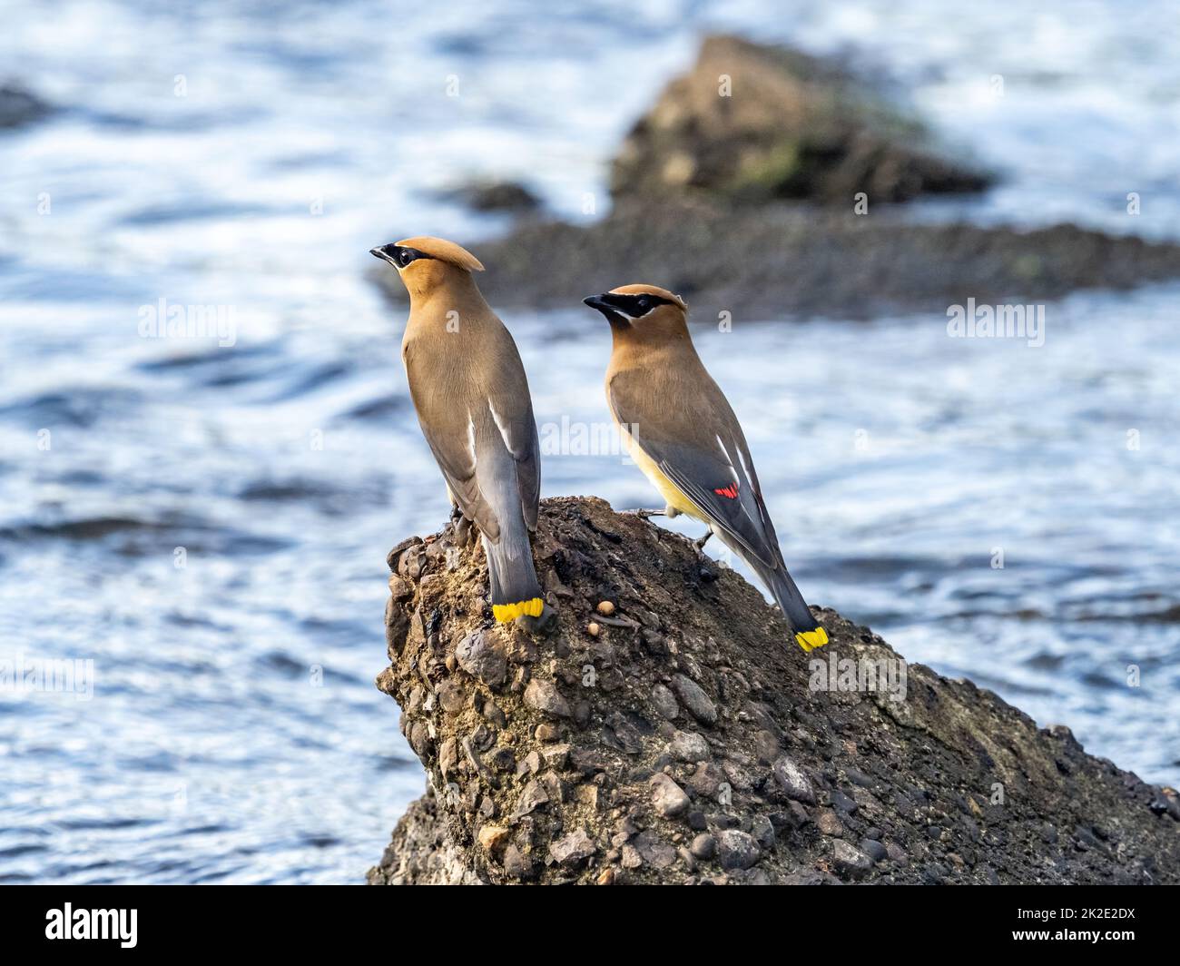 Cedar Waxwings, Bombycilla cedrorum, rest on a concrete boulder in the ...