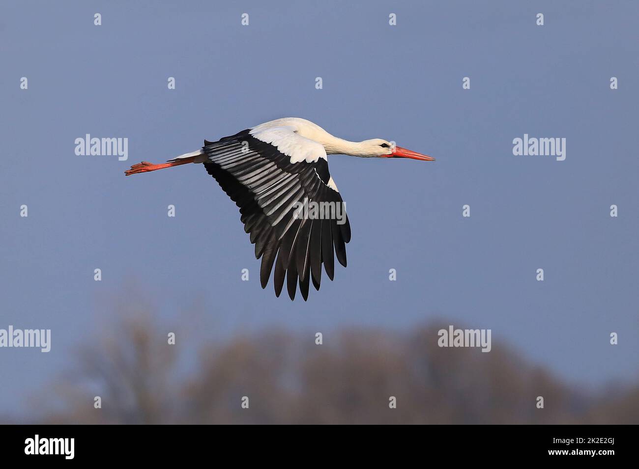 Flying White stork, wingspan about 2 metres Stock Photo - Alamy