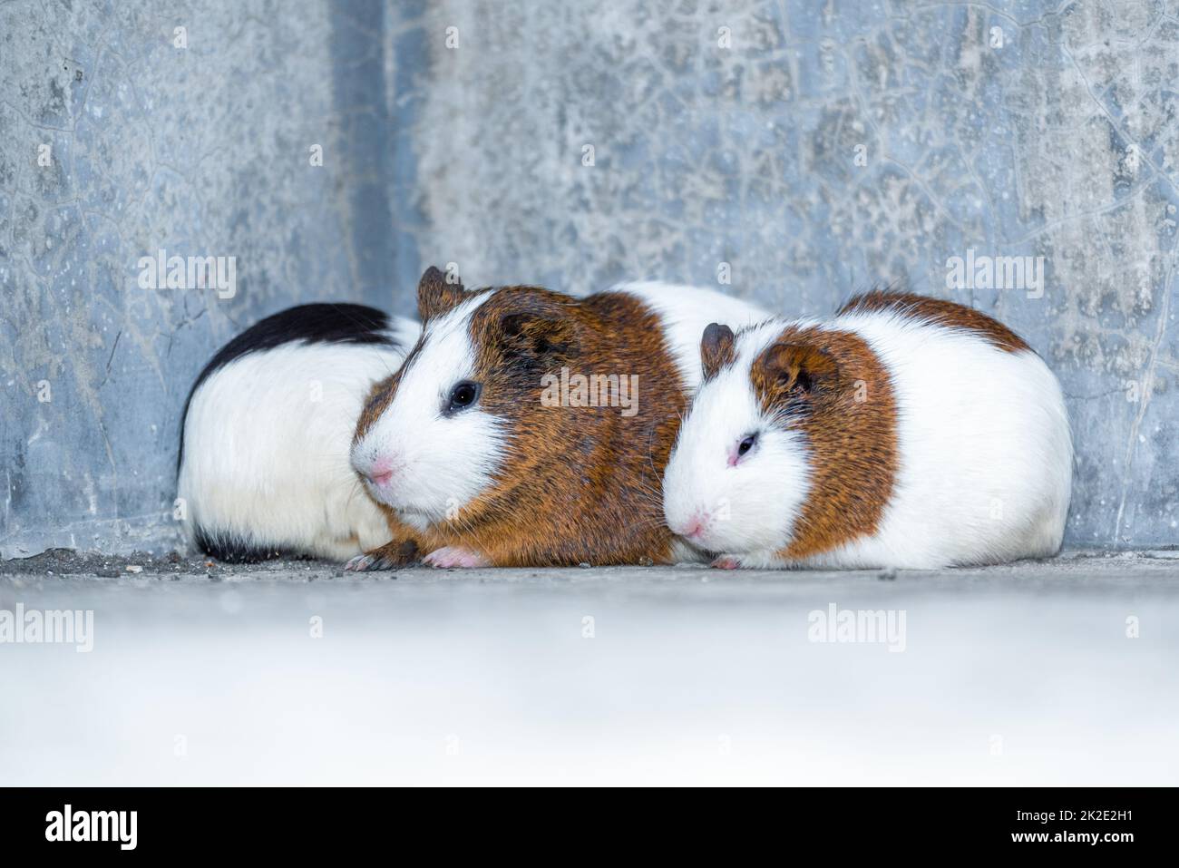 Tenjiku mouse hi-res stock photography and images - Alamy