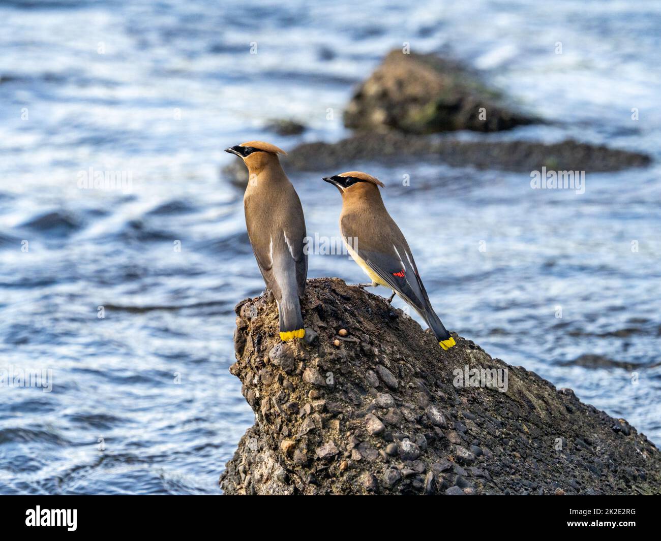 Cedar Waxwings, Bombycilla cedrorum, rest on a concrete boulder in the ...