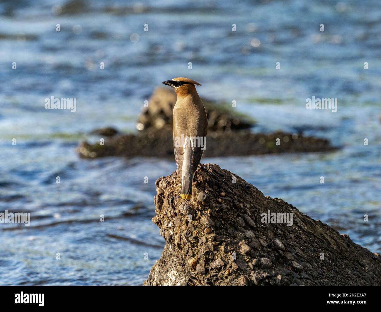 Cedar Waxwings, Bombycilla cedrorum, rest on a concrete boulder in the ...