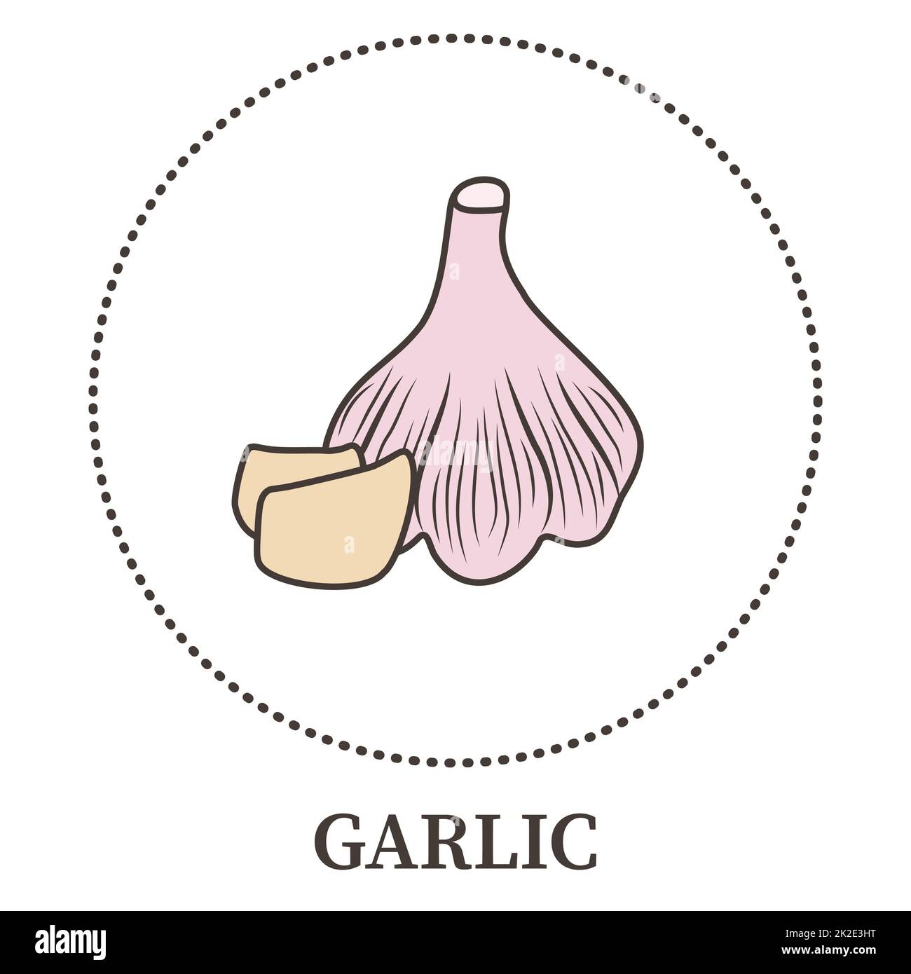 Abstract thin line garlic icon isolated on white background - Vector ...