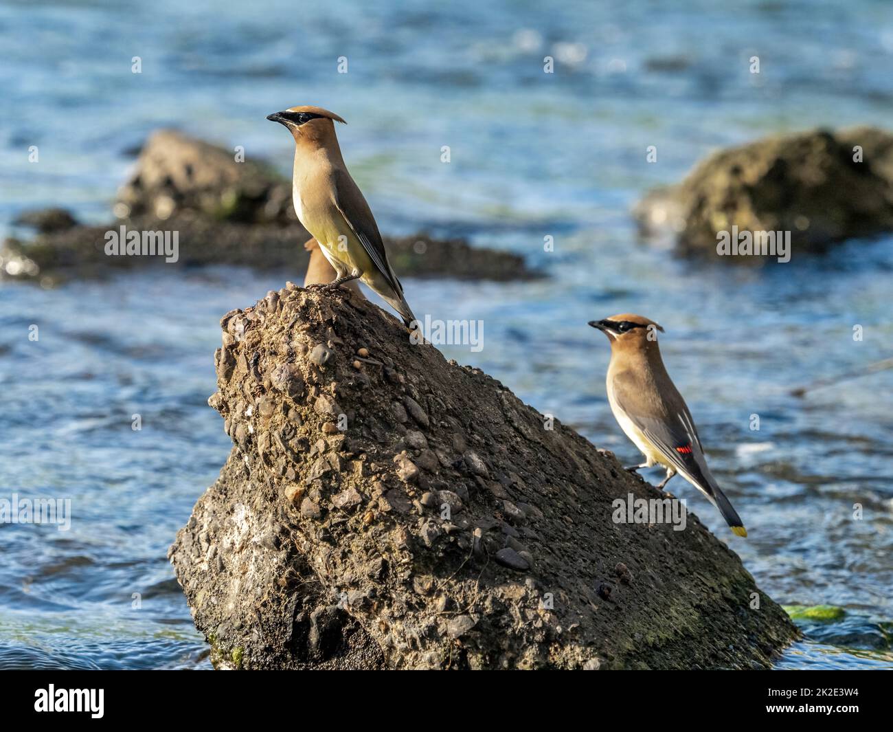Cedar Waxwings, Bombycilla cedrorum, rest on a concrete boulder in the ...