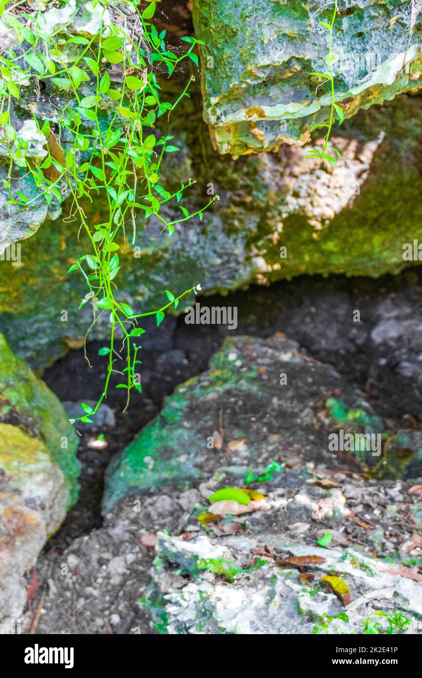 Tropical jungle plants trees rocks stones cave cenote Muyil Mexico ...