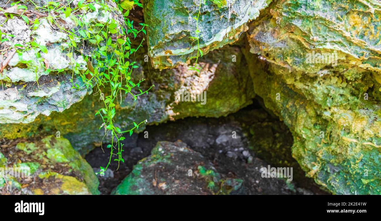 Tropical jungle plants trees rocks stones cave cenote Muyil Mexico ...