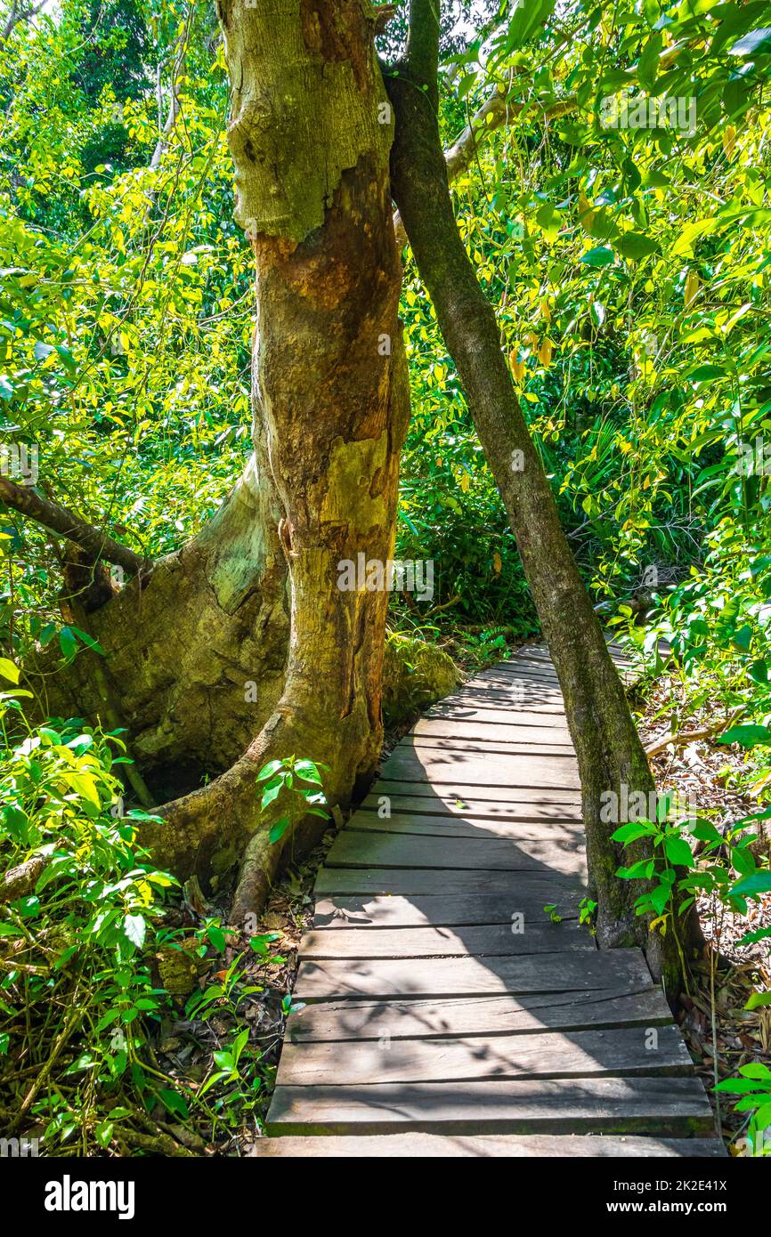 Tropical jungle plants trees wooden walking trails Sian Kaan Mexico ...