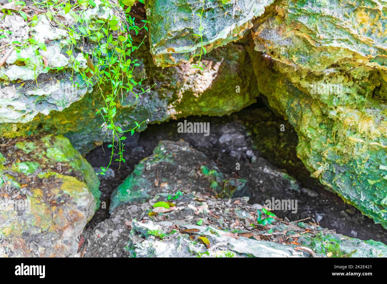 Tropical jungle plants trees rocks stones cave cenote Muyil Mexico ...