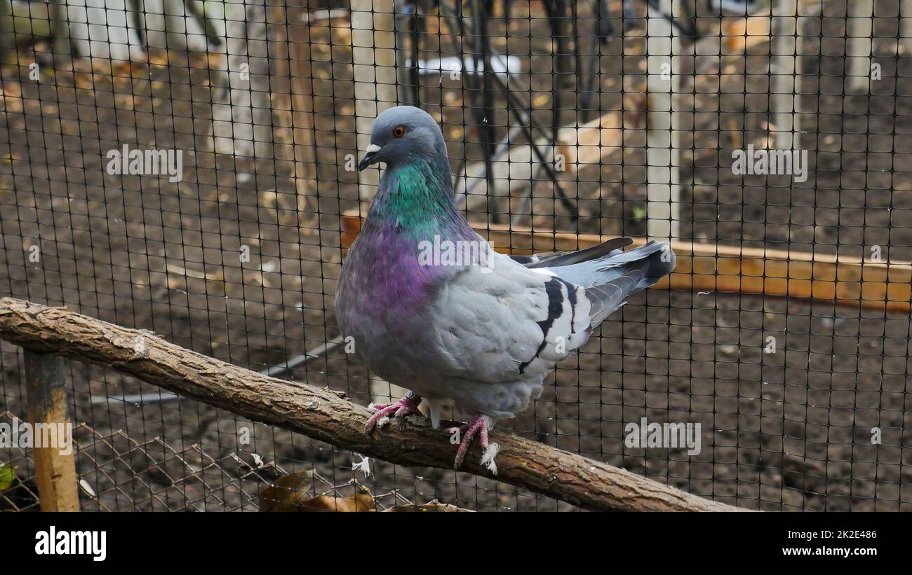 German Modena pigeon Stock Photo - Alamy