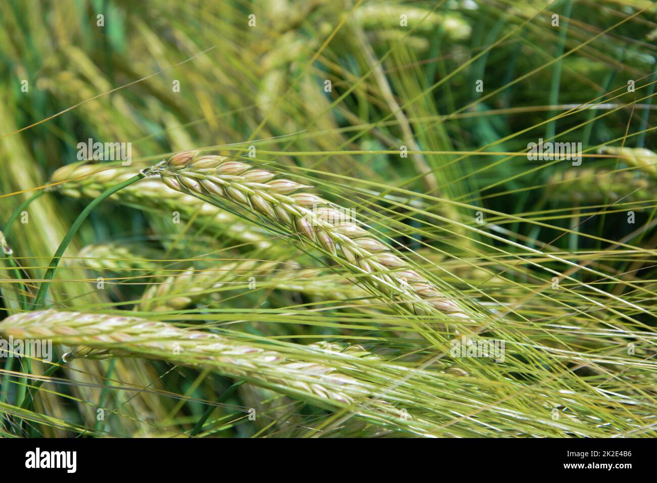 Green agricultural hi-res stock photography and images - Alamy