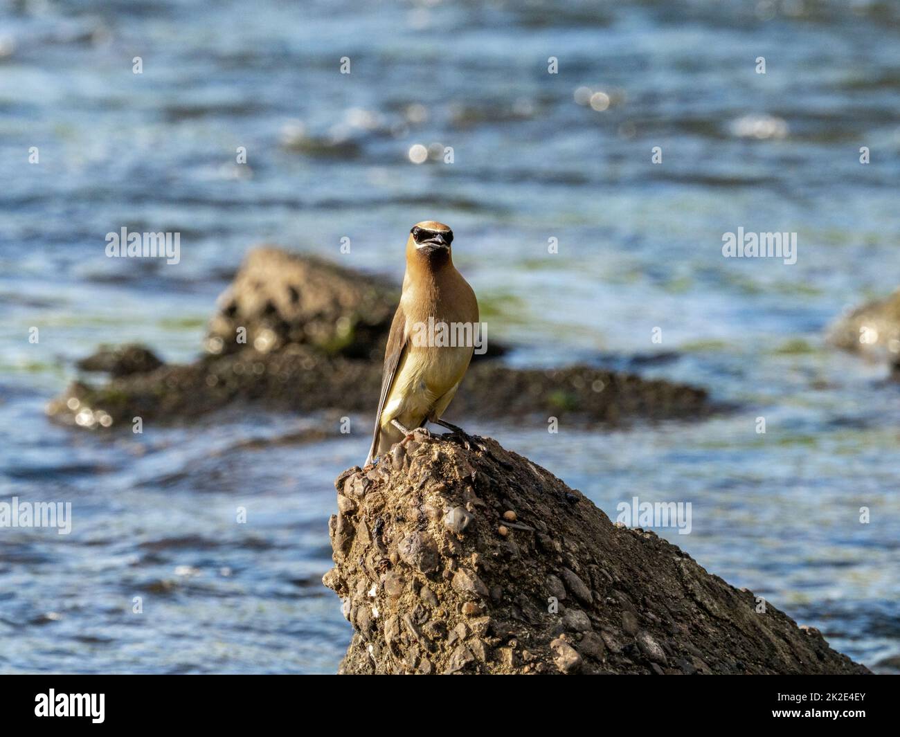 Cedar Waxwings, Bombycilla cedrorum, rest on a concrete boulder in the ...