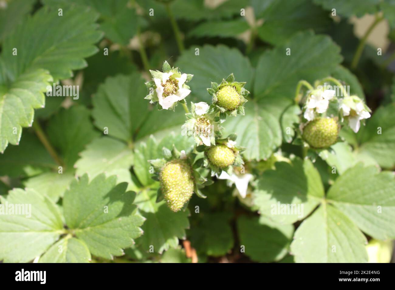 unripe strawberry and strawberry leaves Stock Photo - Alamy