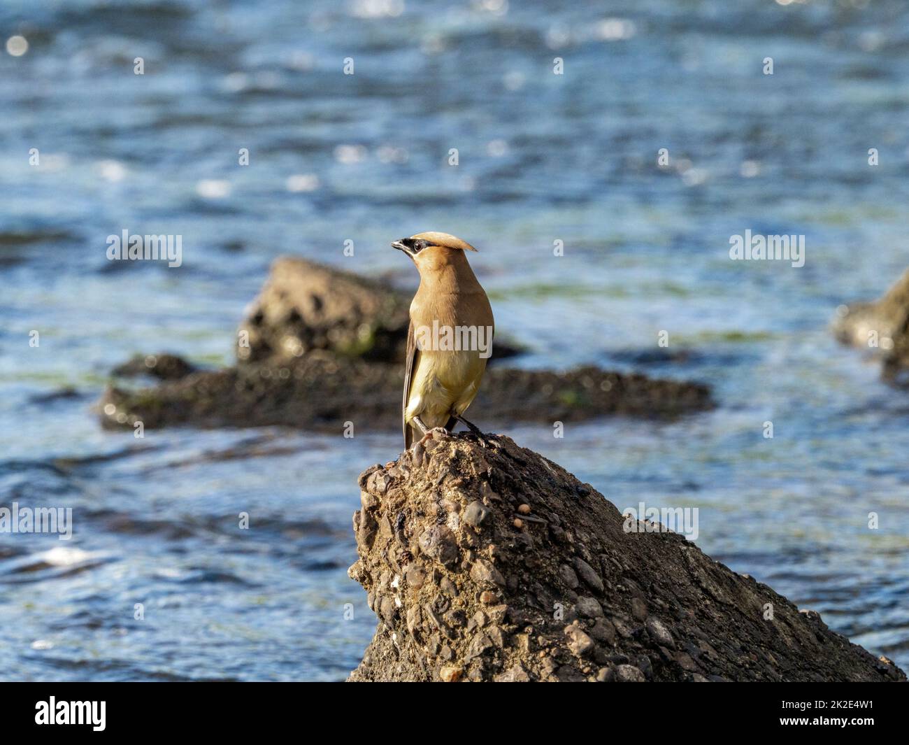 Cedar Waxwings, Bombycilla cedrorum, rest on a concrete boulder in the ...