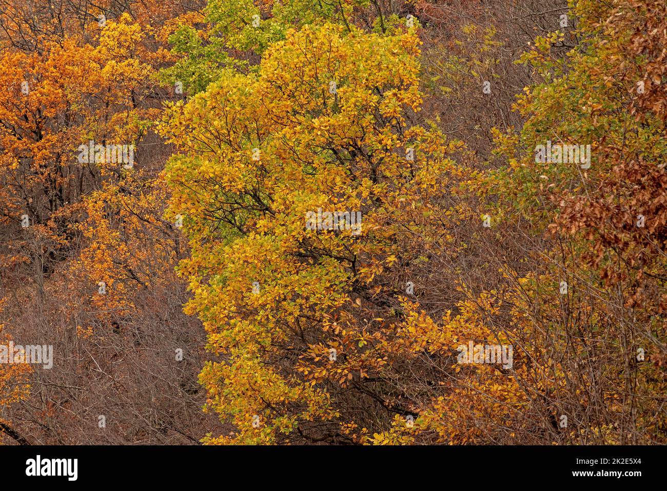 Yellow leaves inside forest Stock Photo - Alamy