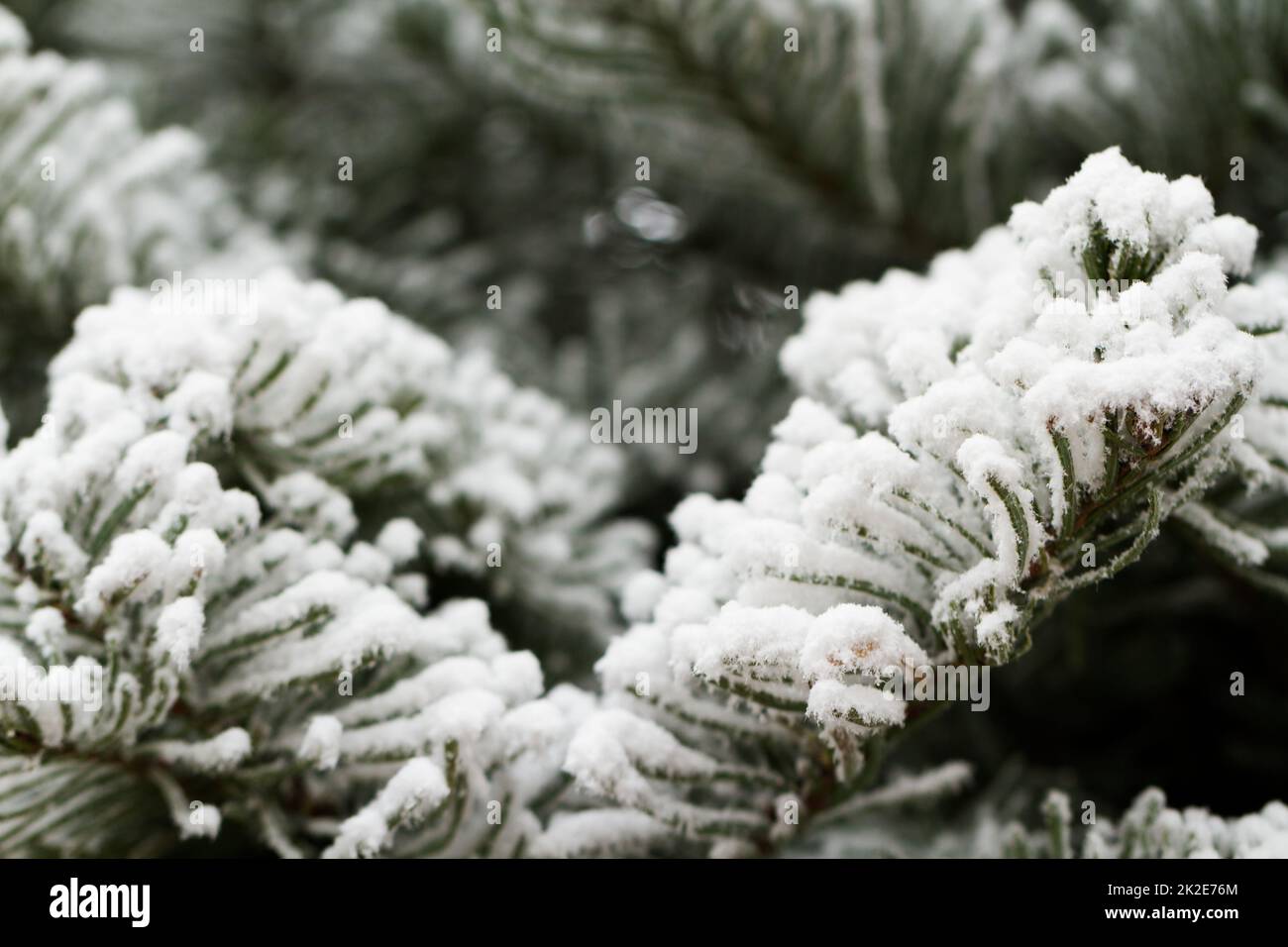Flocked Christmas Tree Stock Photo - Alamy