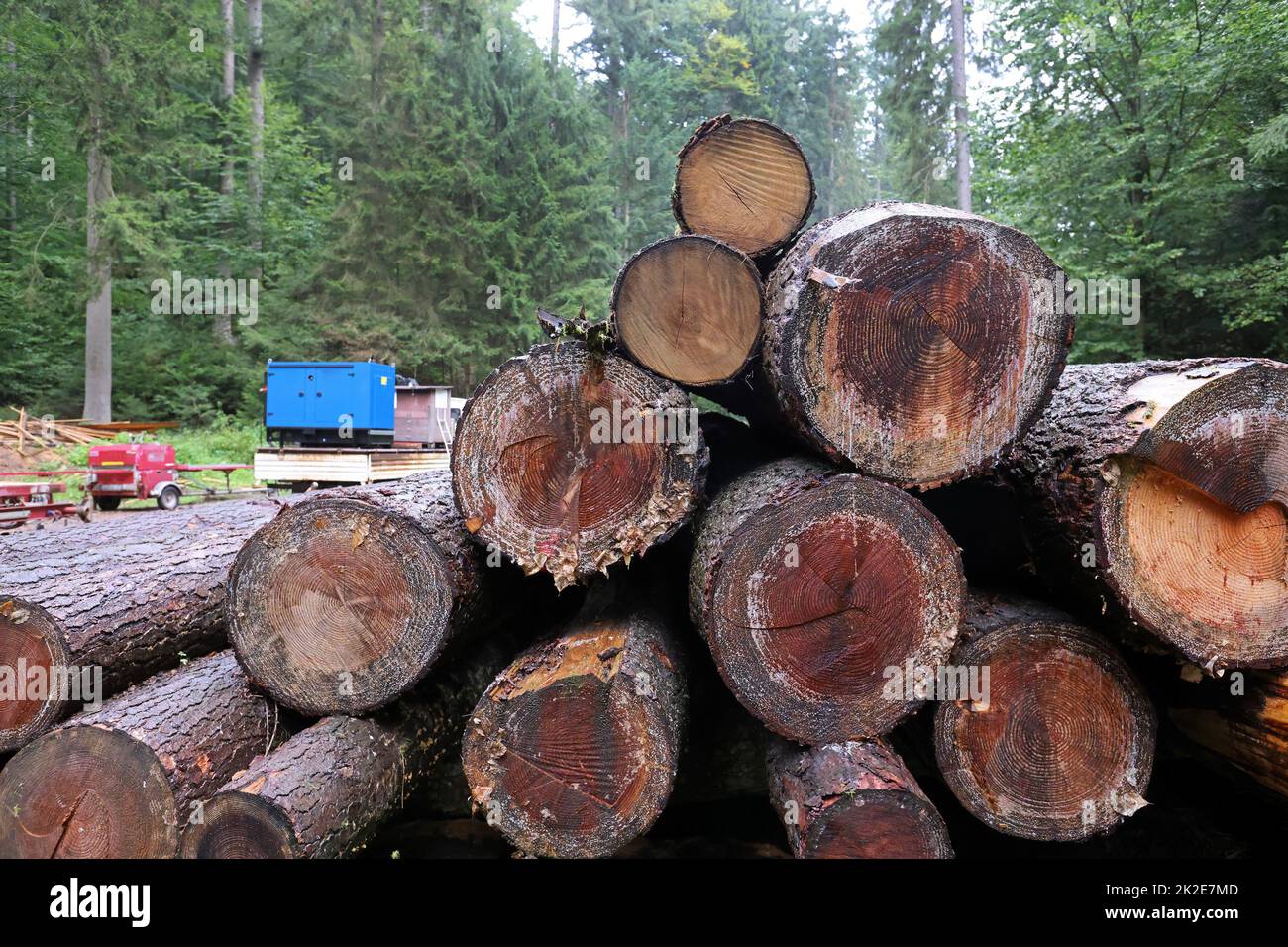Tree trunks deforestation hi-res stock photography and images - Alamy
