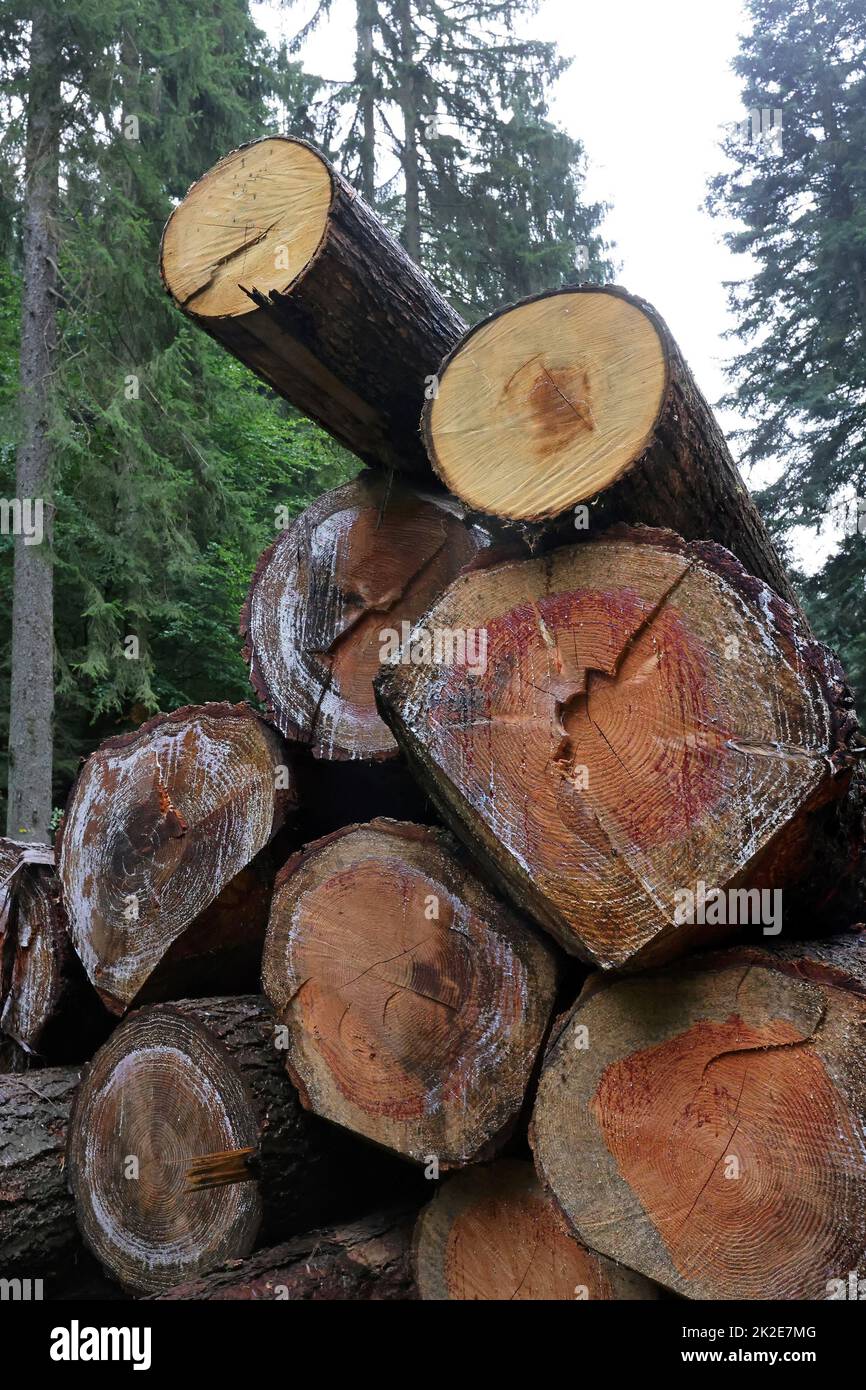 Stack felled tree trunks hi-res stock photography and images - Alamy