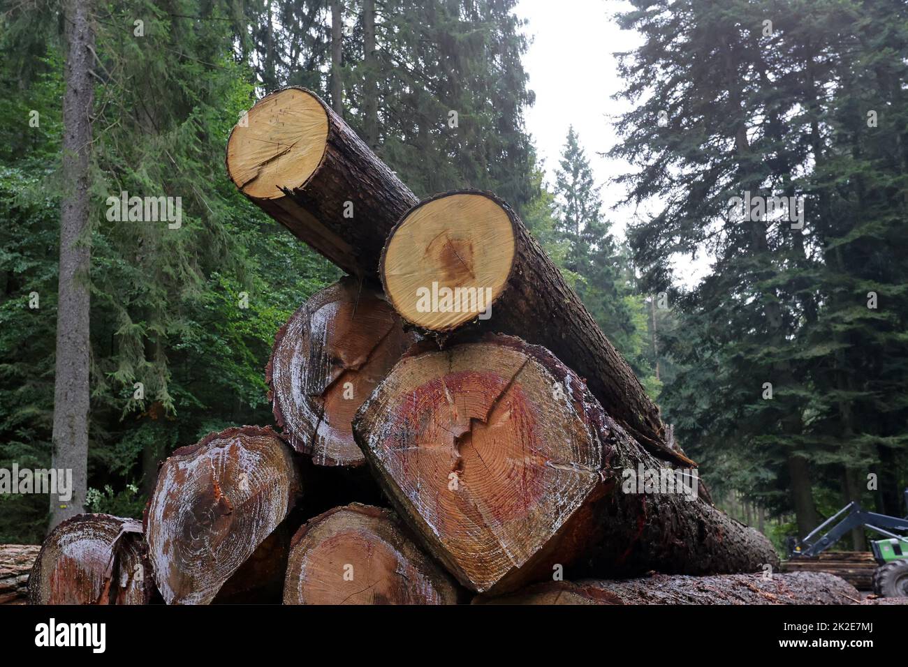 Stack felled tree trunks hi-res stock photography and images - Alamy