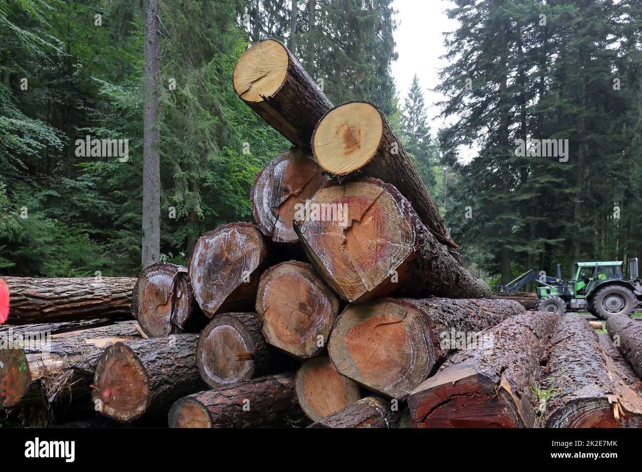 Tree trunks deforestation hi-res stock photography and images - Alamy