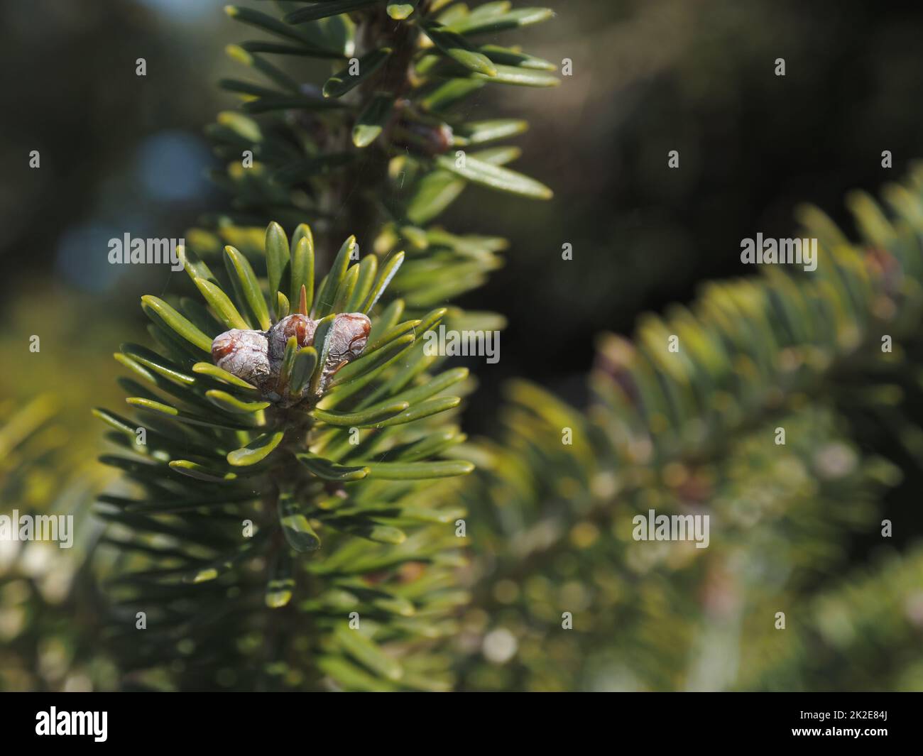 Red spruce tree picea hi-res stock photography and images - Alamy