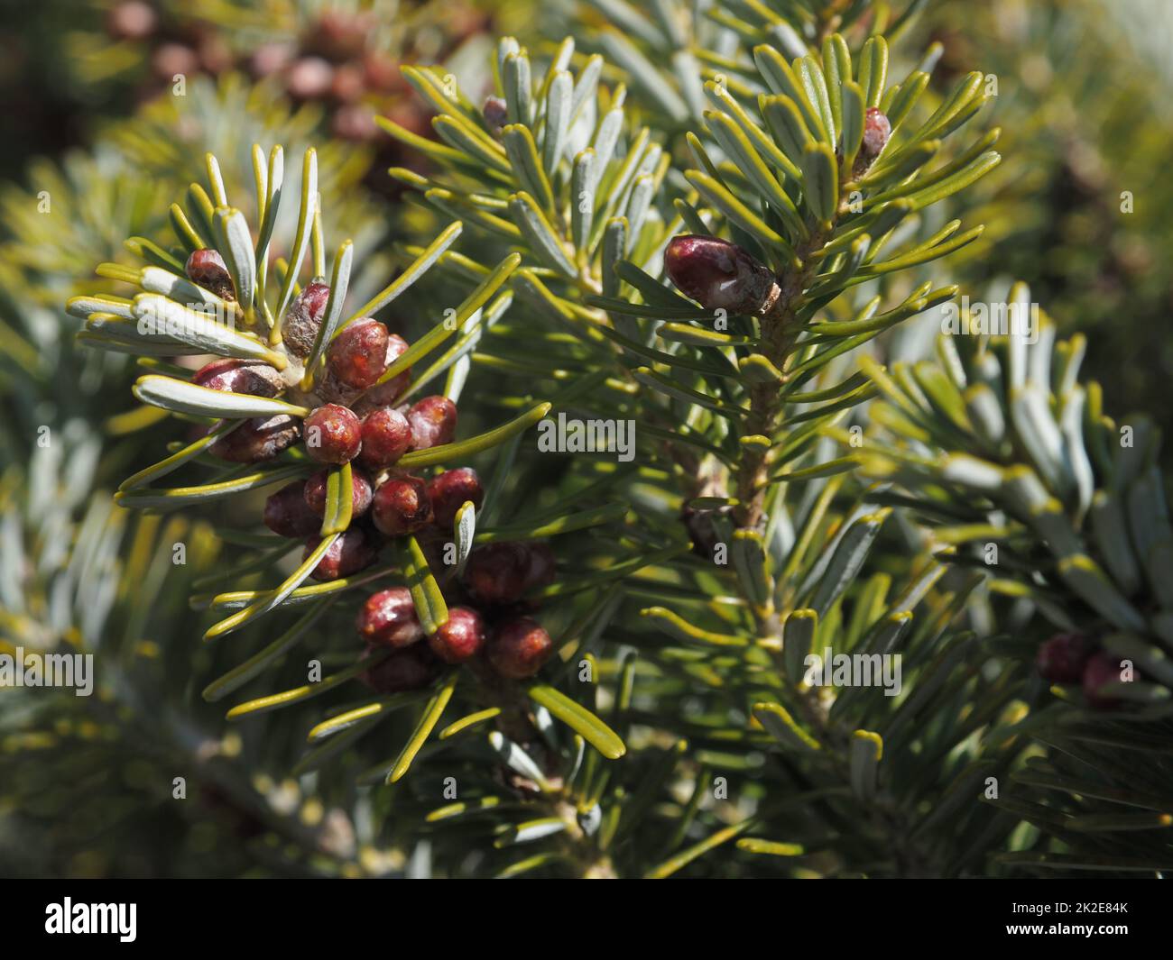 Flowering of a spruce tree Stock Photo - Alamy
