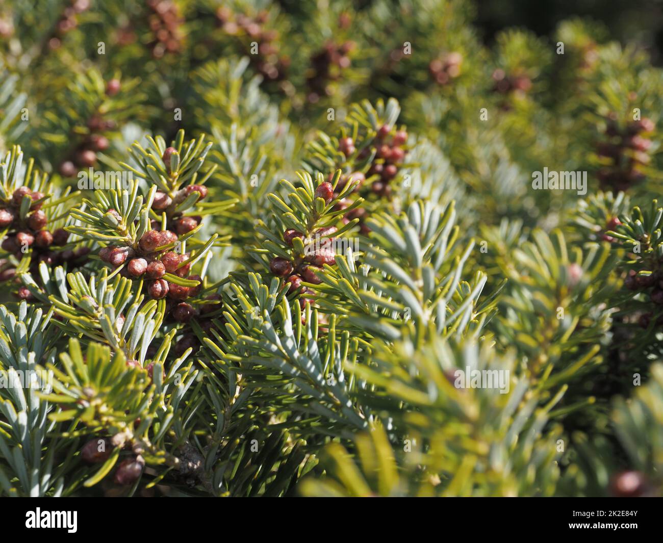 Red spruce tree picea hi-res stock photography and images - Alamy