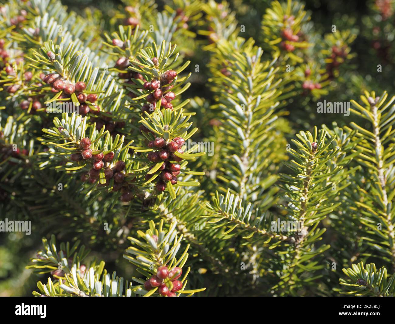 Red spruce tree picea hi-res stock photography and images - Alamy
