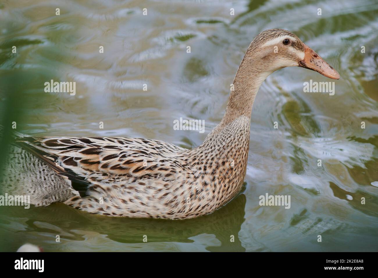 Duck with open wings on a pond. Duck flying over a pond. Duck with open ...