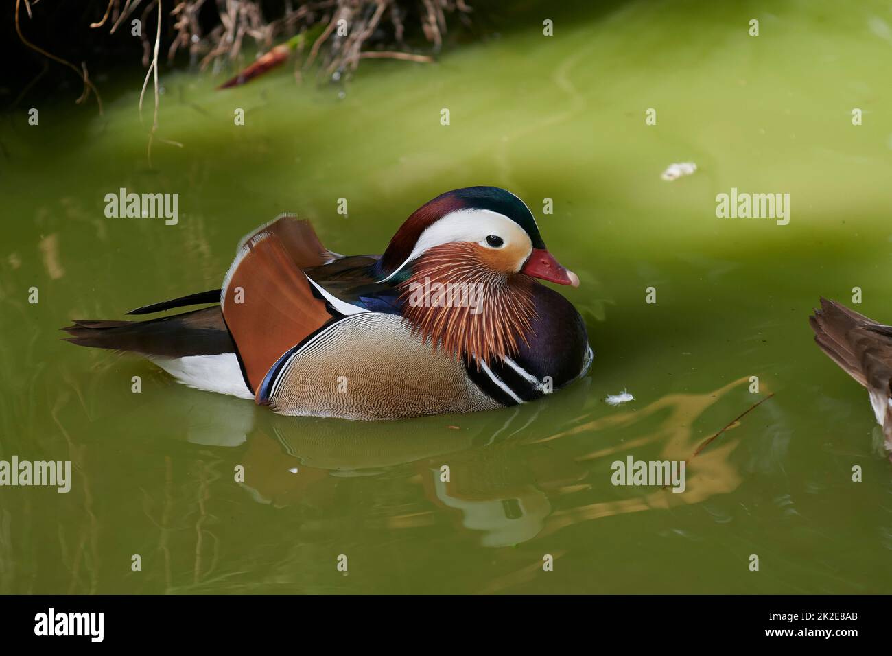 Duck with open wings on a pond. Duck flying over a pond. Duck with open ...