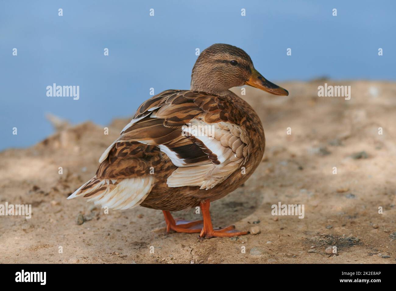 Duck with open wings on a pond. Duck flying over a pond. Duck with open ...