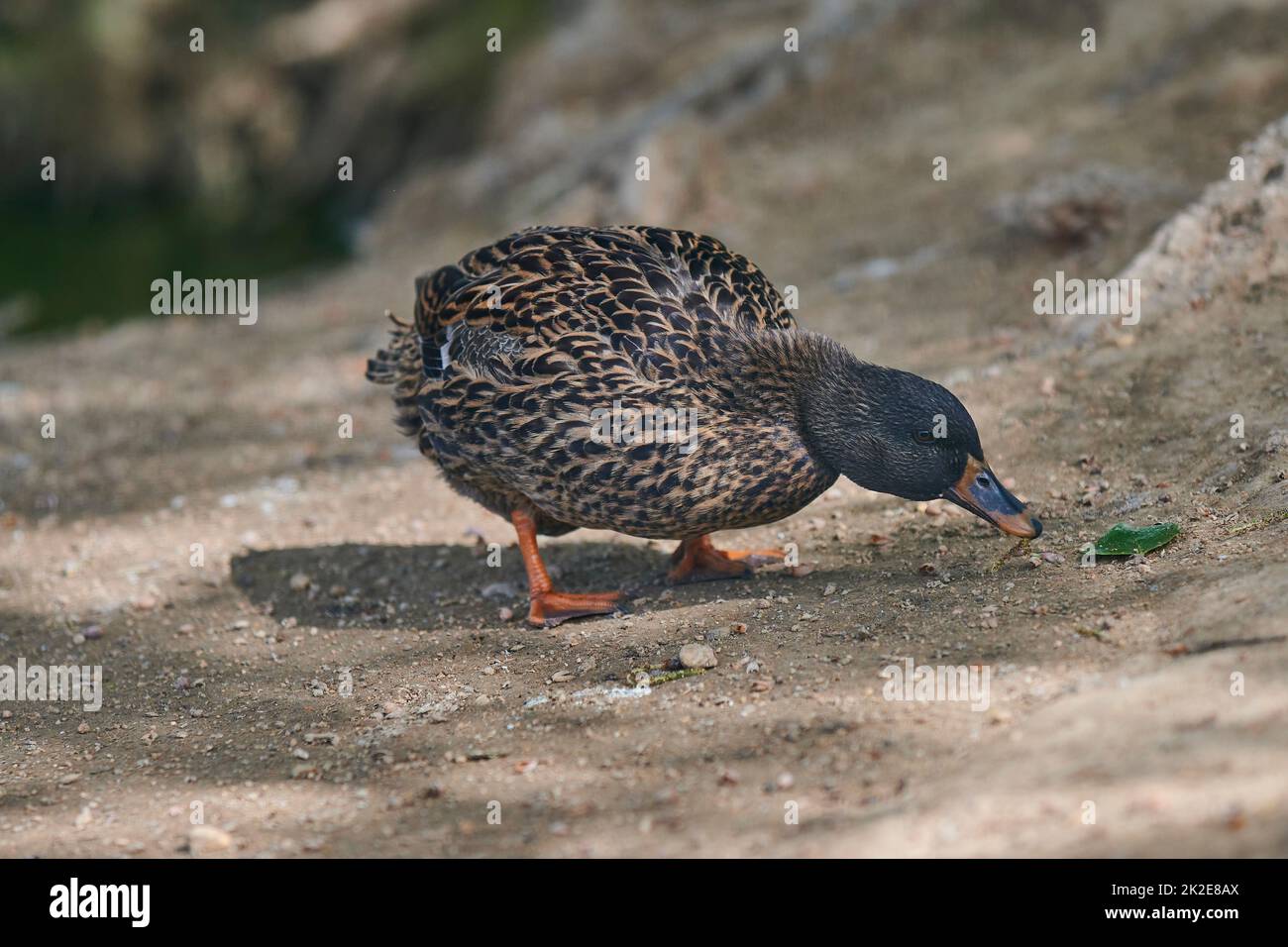Duck with open wings on a pond. Duck flying over a pond. Duck with open ...
