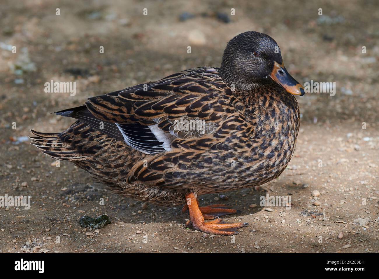 Duck with open wings on a pond. Duck flying over a pond. Duck with open ...
