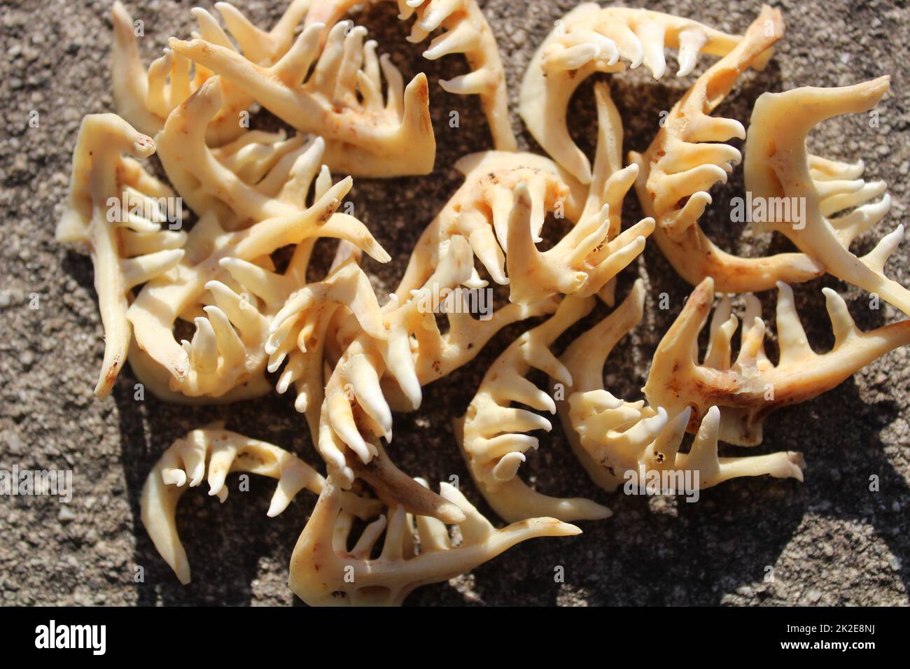 fish teeth on a stone floor Stock Photo - Alamy