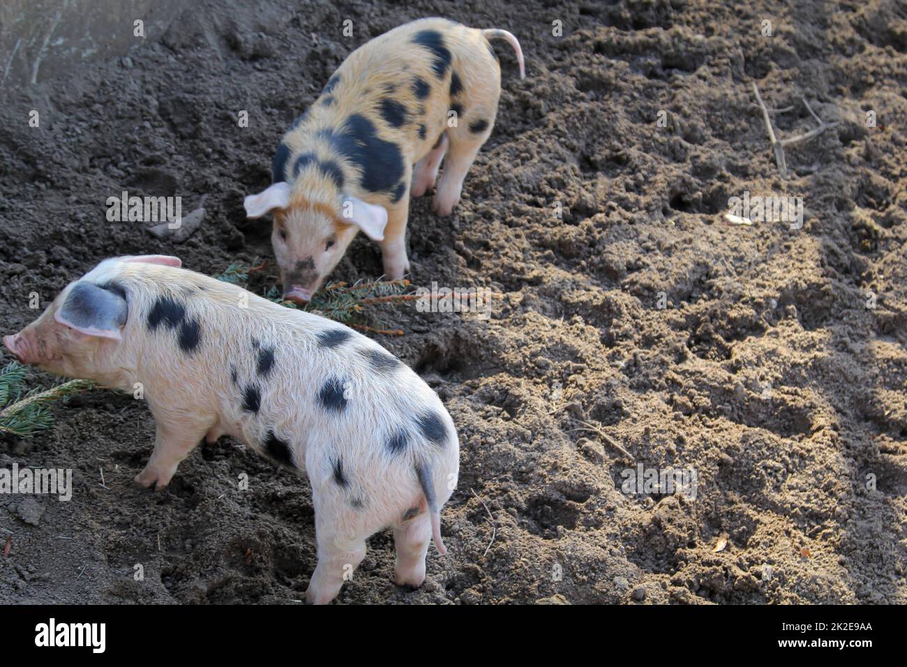 A spotted pig on a farm Stock Photo - Alamy