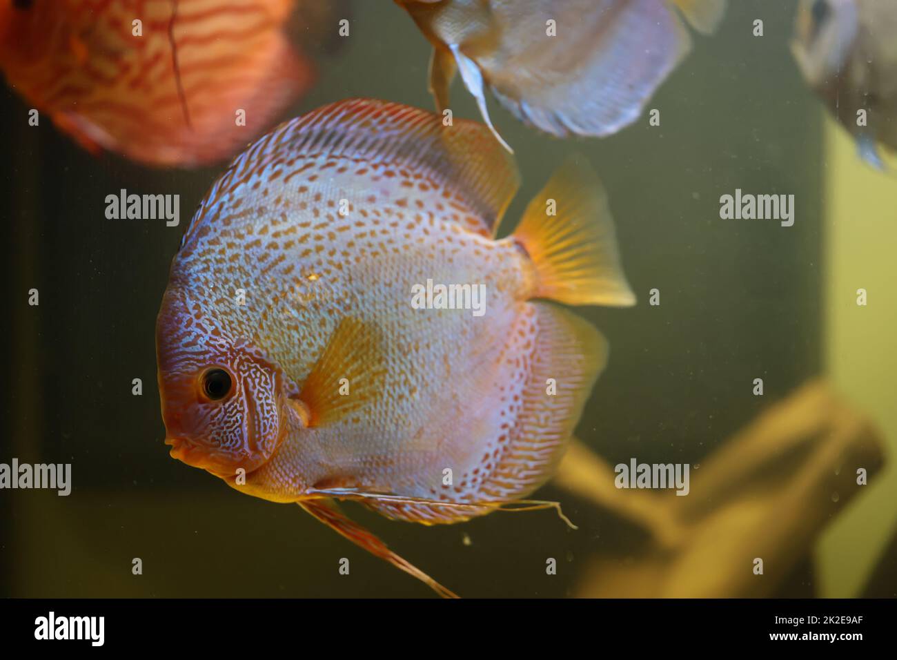 Portrait of a discus in the aquarium, discus fish belongs to the ...
