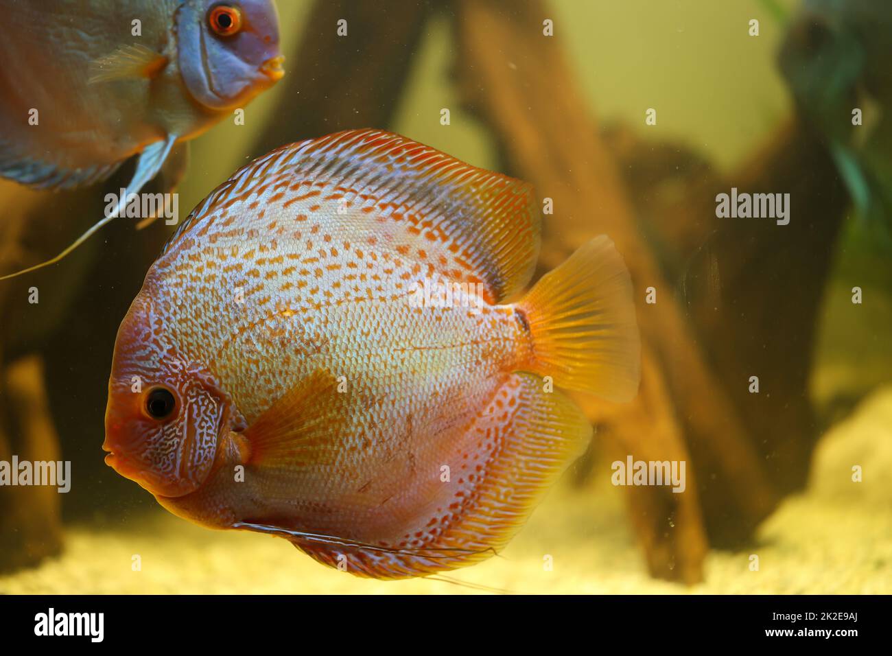 Portrait of a discus in the aquarium, discus fish belongs to the ...