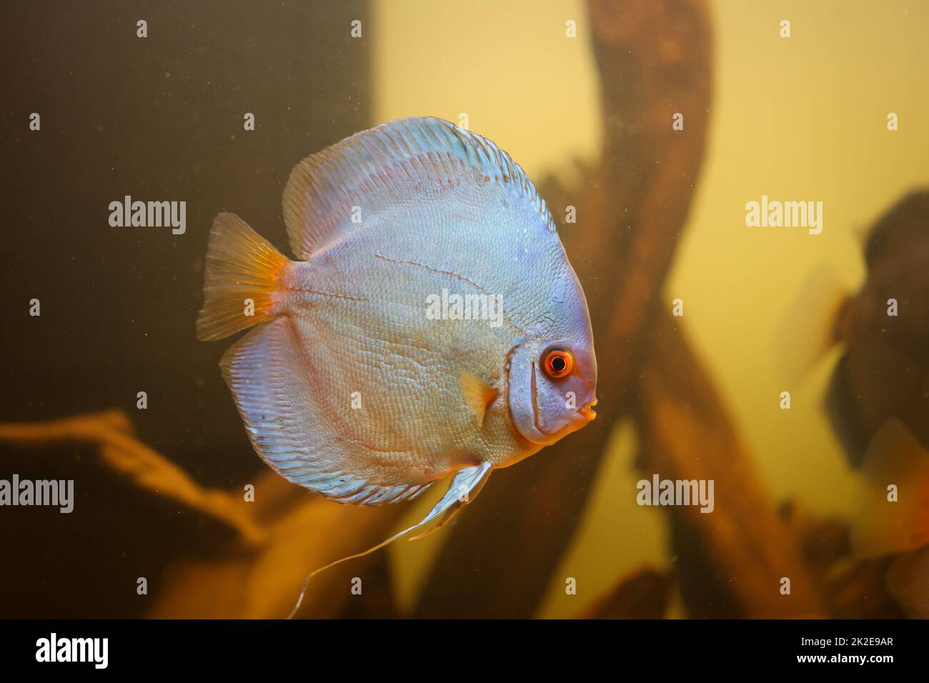 Portrait of a discus in the aquarium, discus fish belongs to the ...