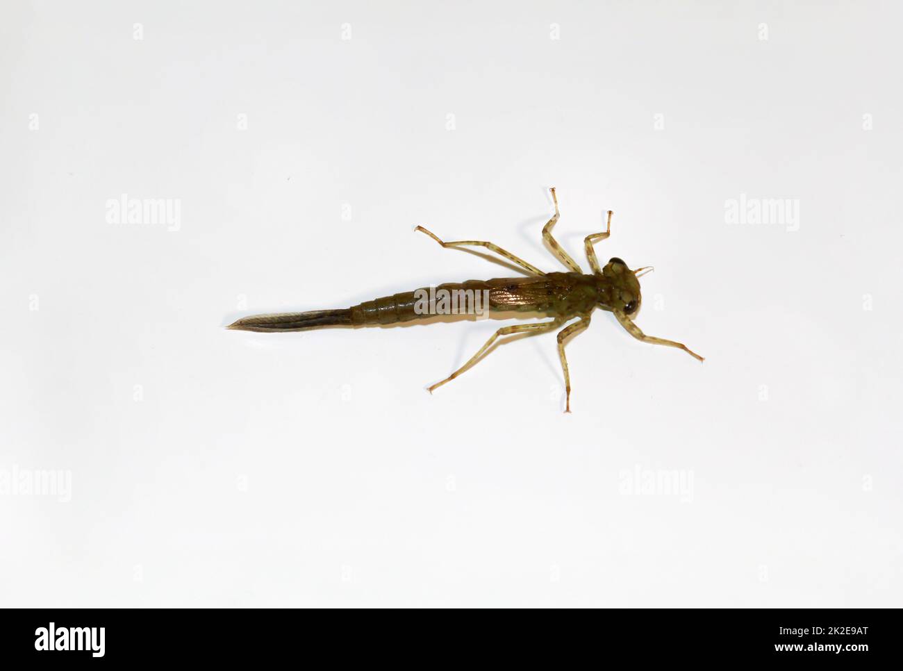 Close-up, a portrait of a larva of a dragonfly Stock Photo - Alamy