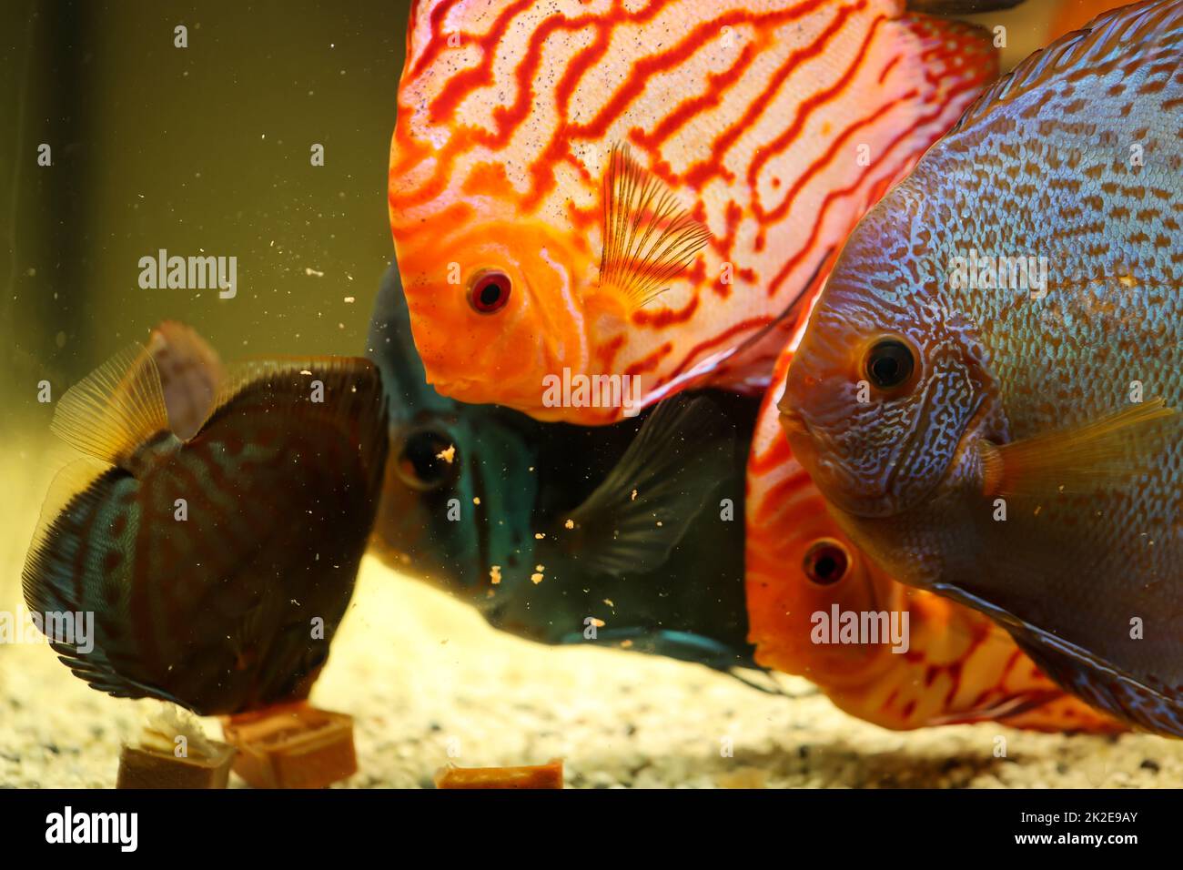 Portrait of a discus in the aquarium, discus fish belongs to the ...