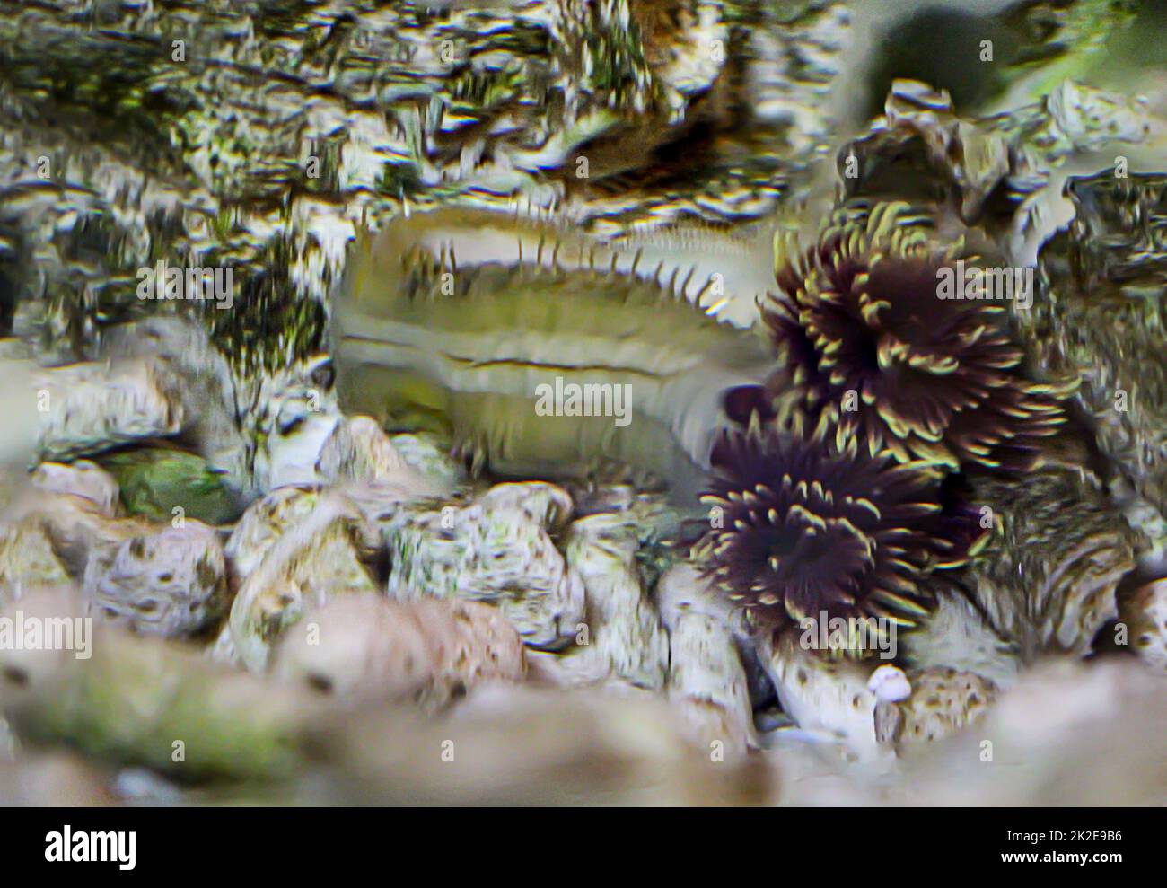 Tube Worms Reef Tank