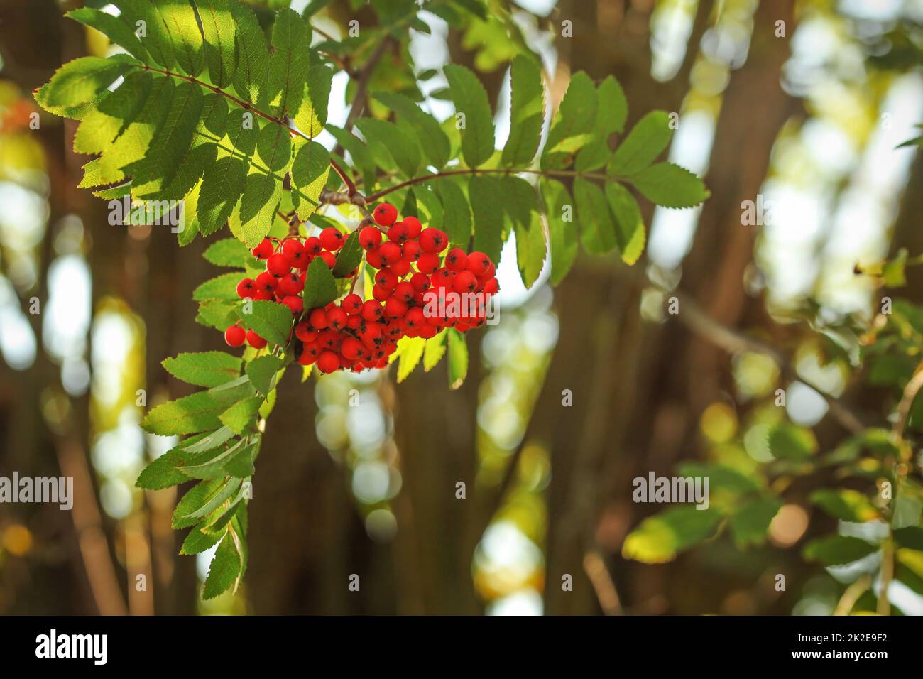 Rowan / mountain-ash berry (Sorbus aucuparia) bunch growing on tree ...