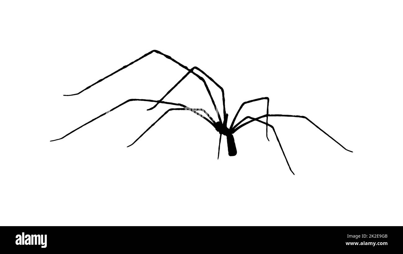 Large Legs Spider Isolated Graphic Stock Photo - Alamy