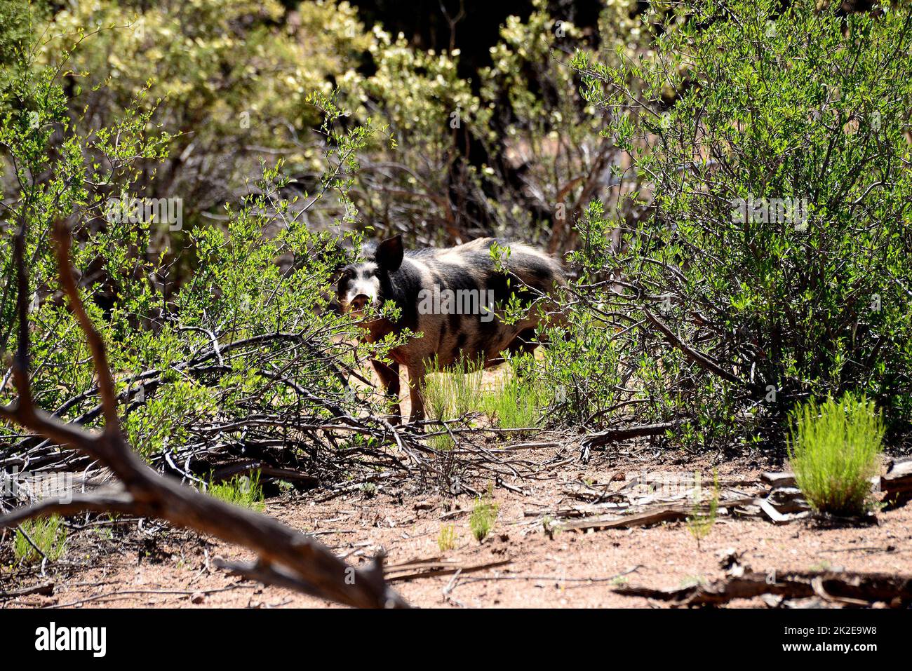 Wild feral Boar Stock Photo - Alamy