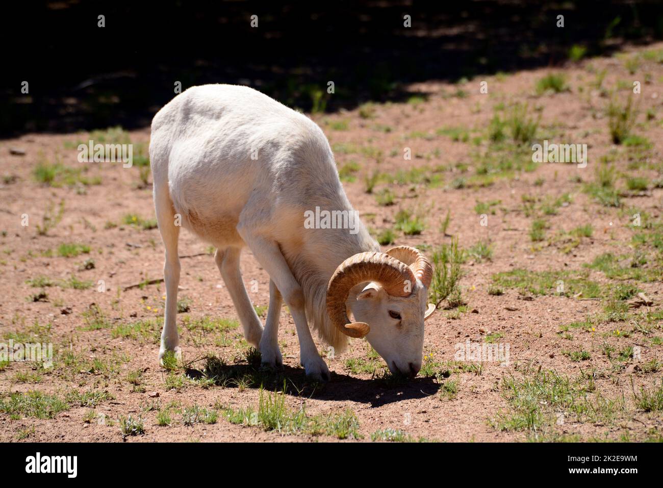 Dall sheep ram hi-res stock photography and images - Alamy