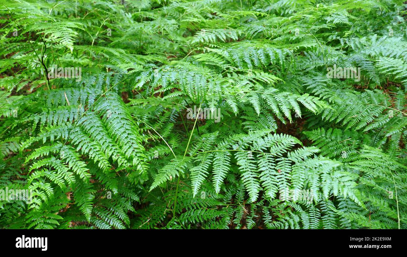 Forest fern in summer Stock Photo - Alamy