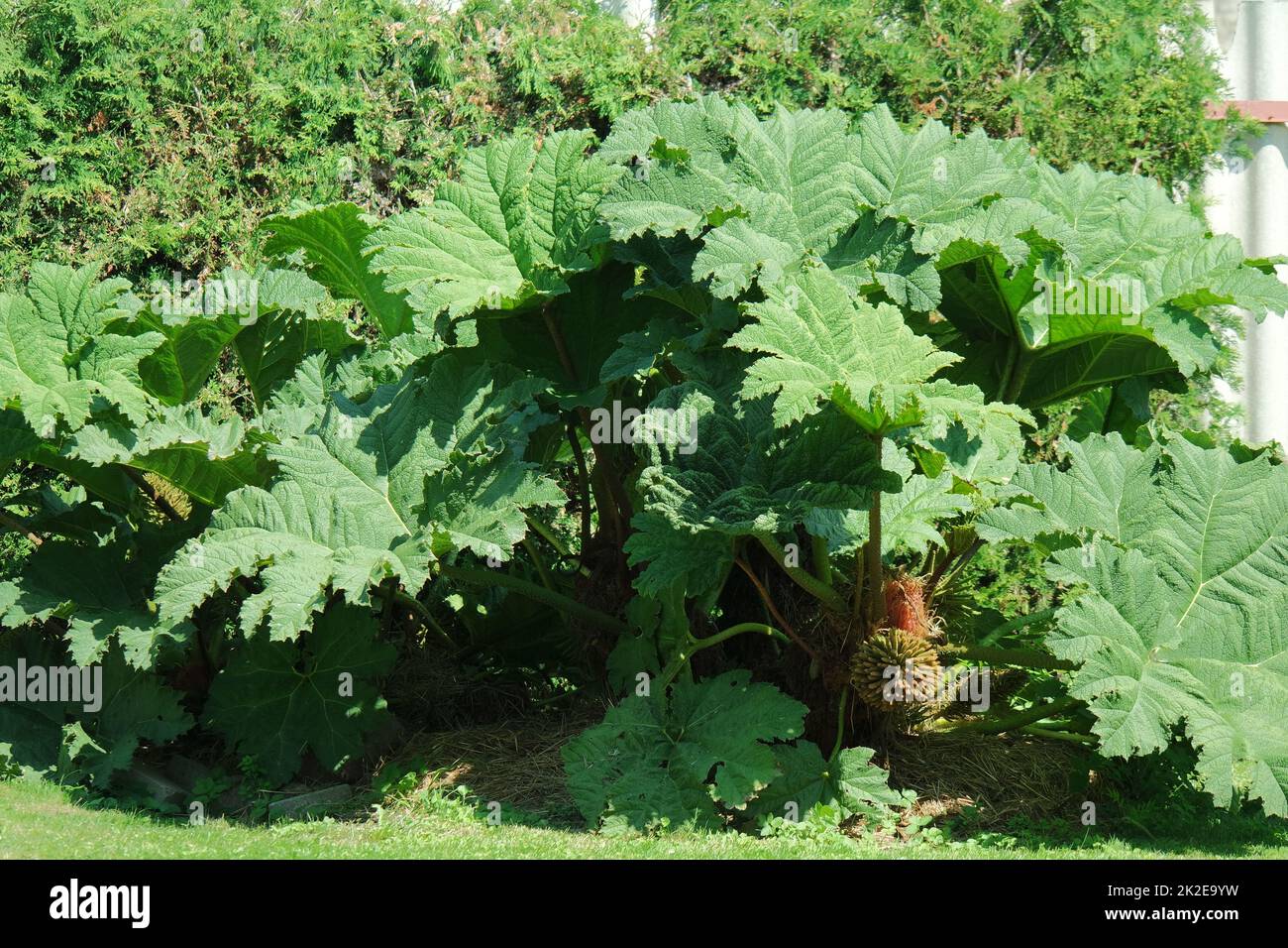 Mammoth leaf in the garden Stock Photo - Alamy